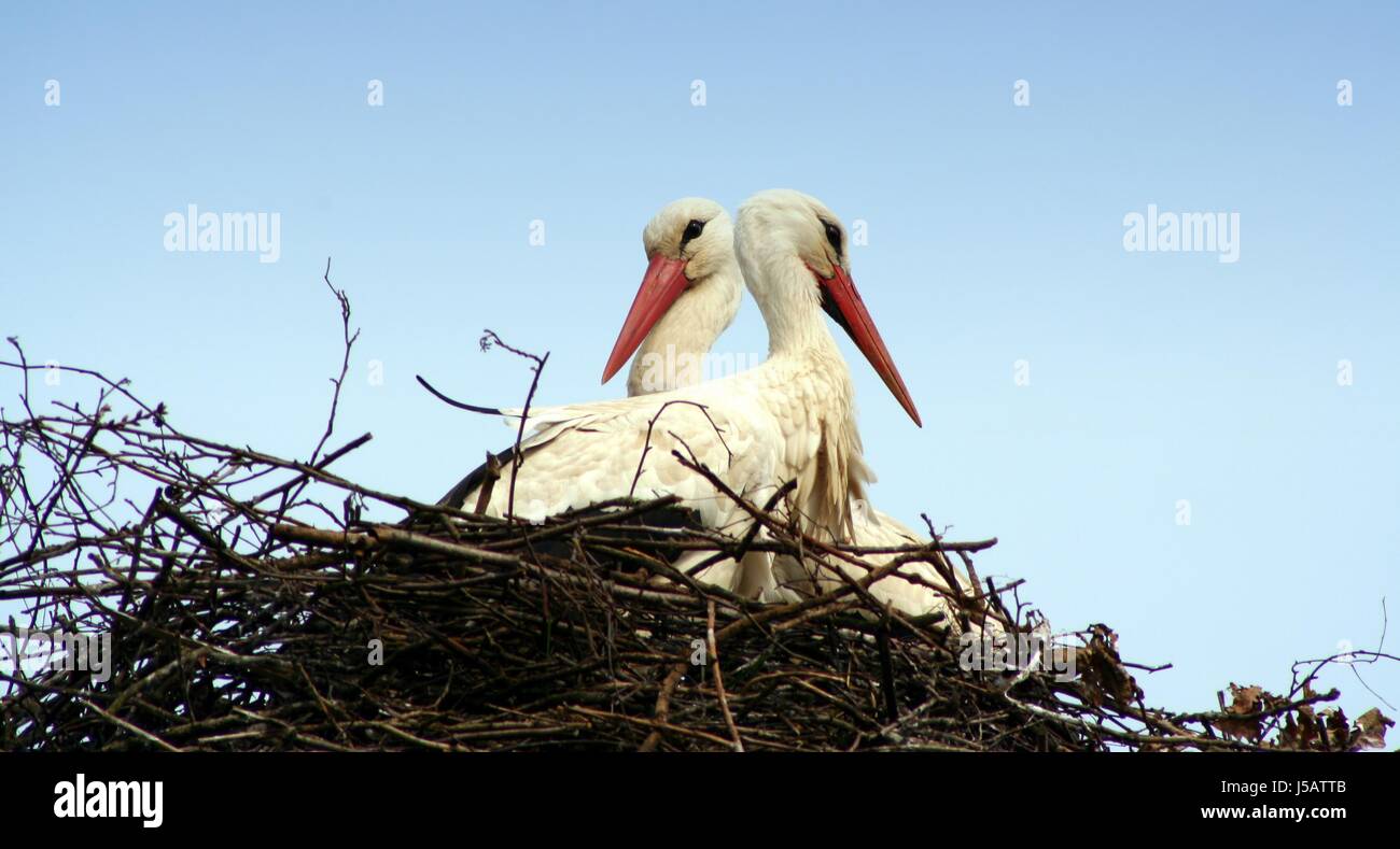 blue animal bird birds feathers beak brood stork nest feathering storks ...