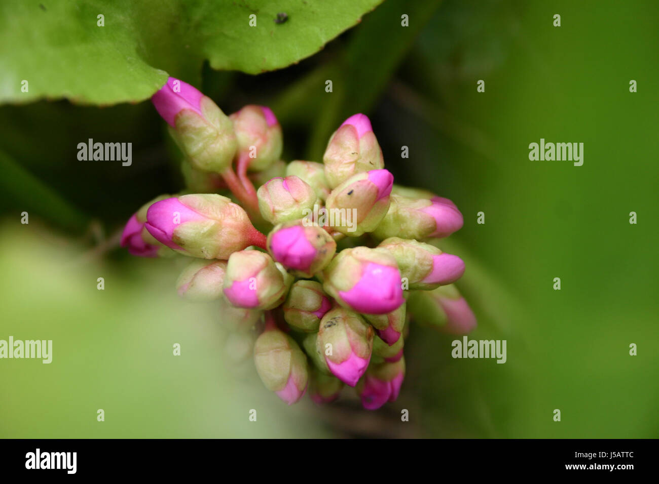 leaf garden plant green bloom blossom flourish flourishing flower ...
