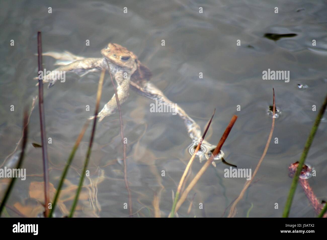 waters amphibian suns grasses amphibians frog toads fresh water pond ...