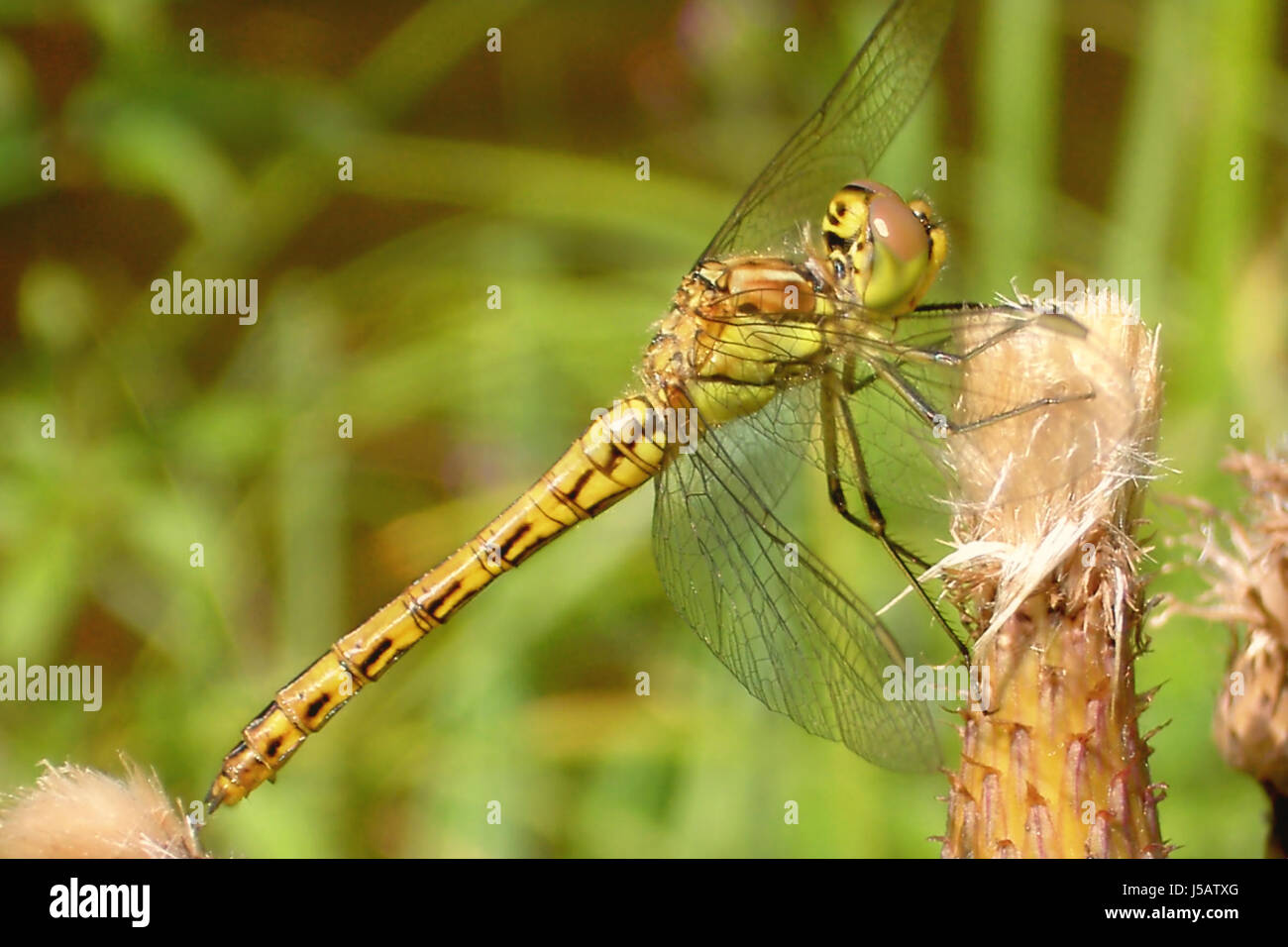 Dragon caterpillar hi-res stock photography and images - Alamy