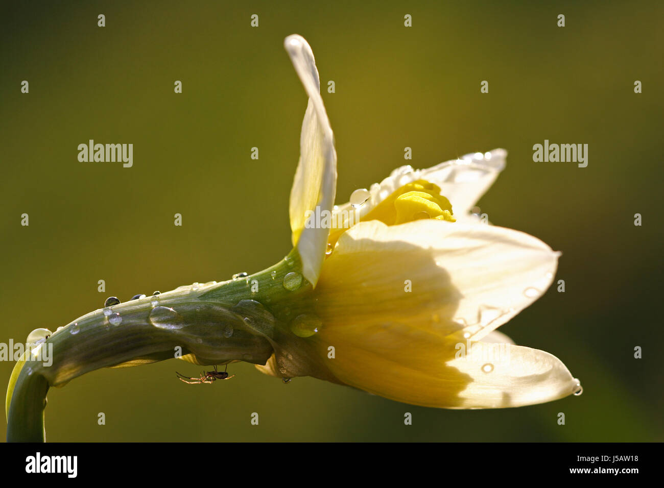 flower plant bloom blossom flourish flourishing raindrop counter-light ...