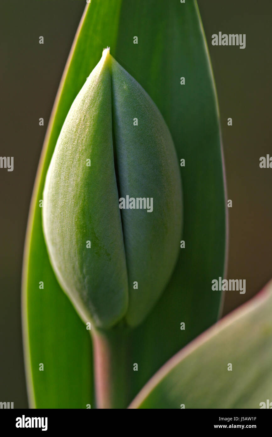 Closed tulip flower hi-res stock photography and images - Alamy