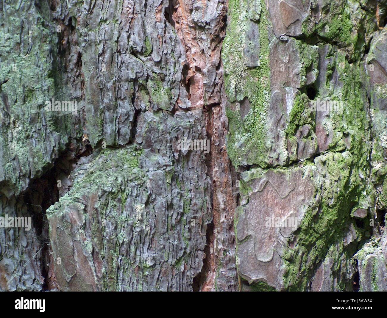tree trunk bark contrast surface pear bulb jagged scar furrows ...