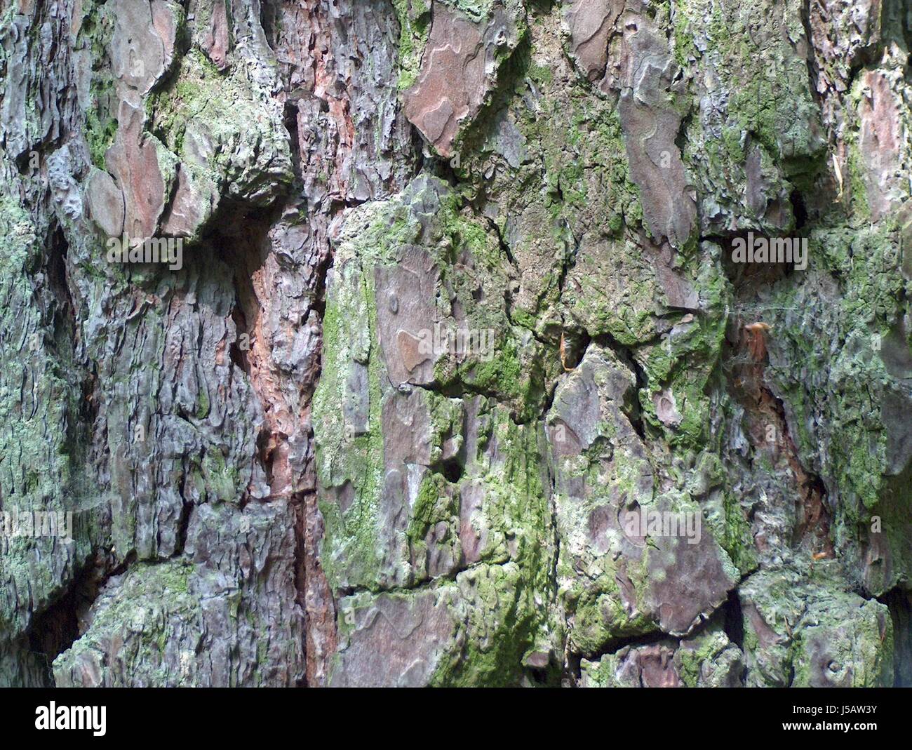 bark - skin of the tree Stock Photo - Alamy