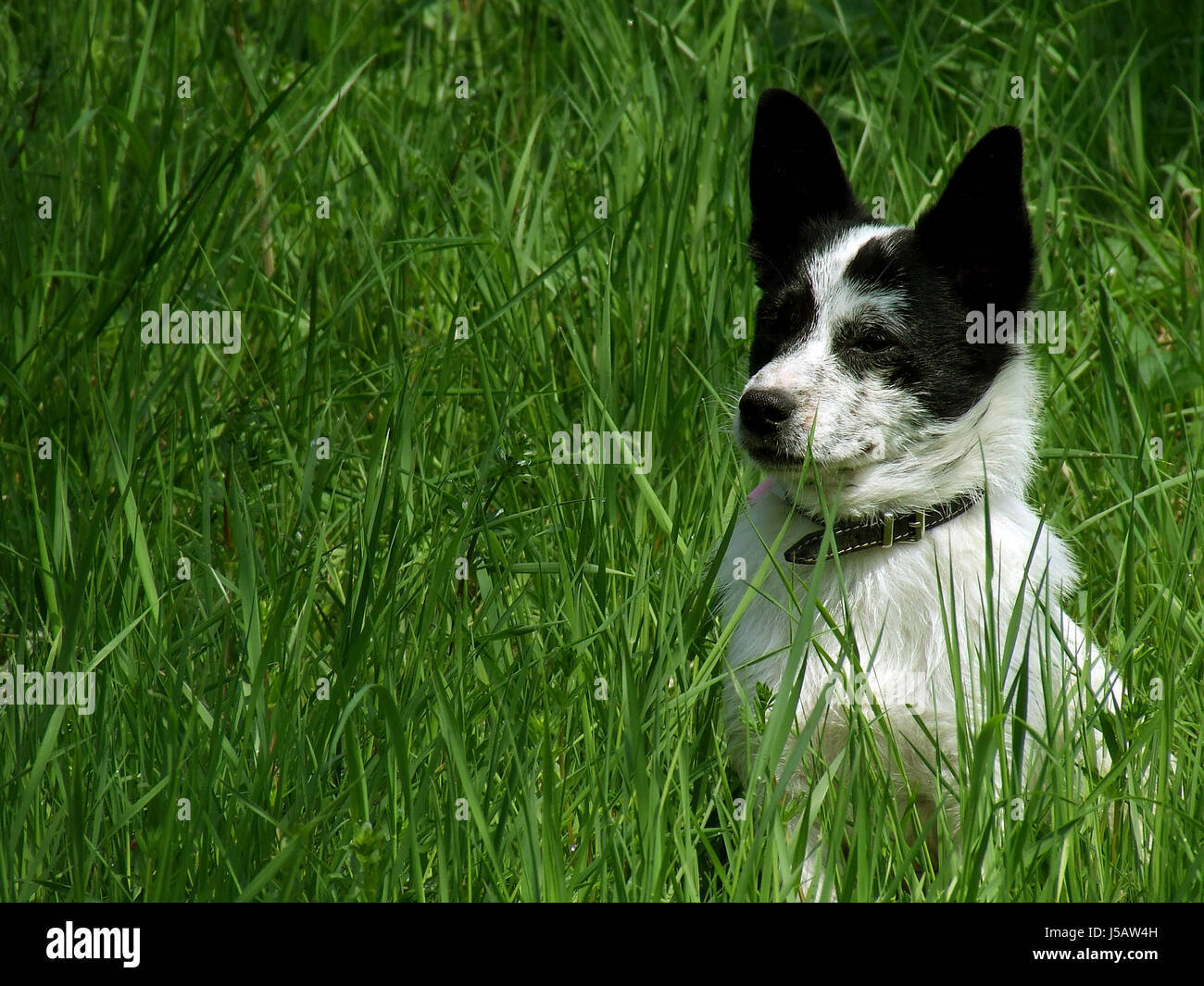 wait waiting look on green look glancing see view looking peeking ...