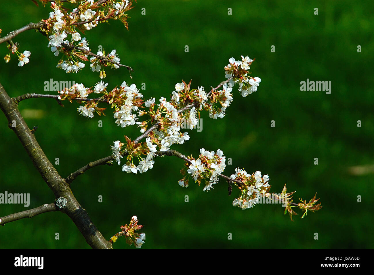 Chriesi tree hi-res stock photography and images - Alamy