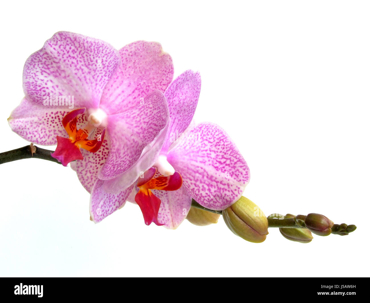 Close up view delicate purple Cut Out Stock Images & Pictures - Alamy