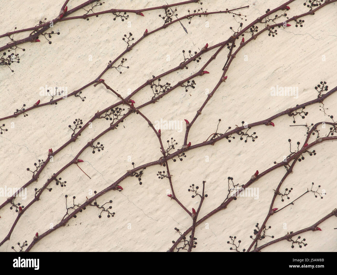 wall climbing plant twiners rise climb climbing ascend uphill tread ...