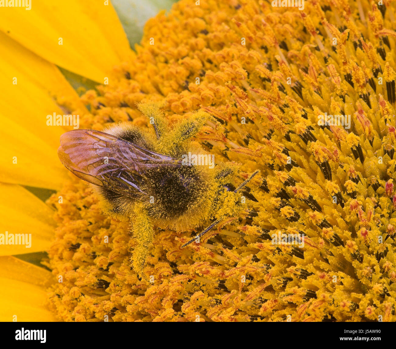 macro close-up macro admission close up view insect insects bumblebee ...