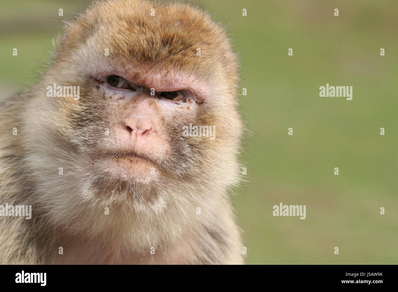 africa portrait monkey mood look glancing see view looking peeking ...