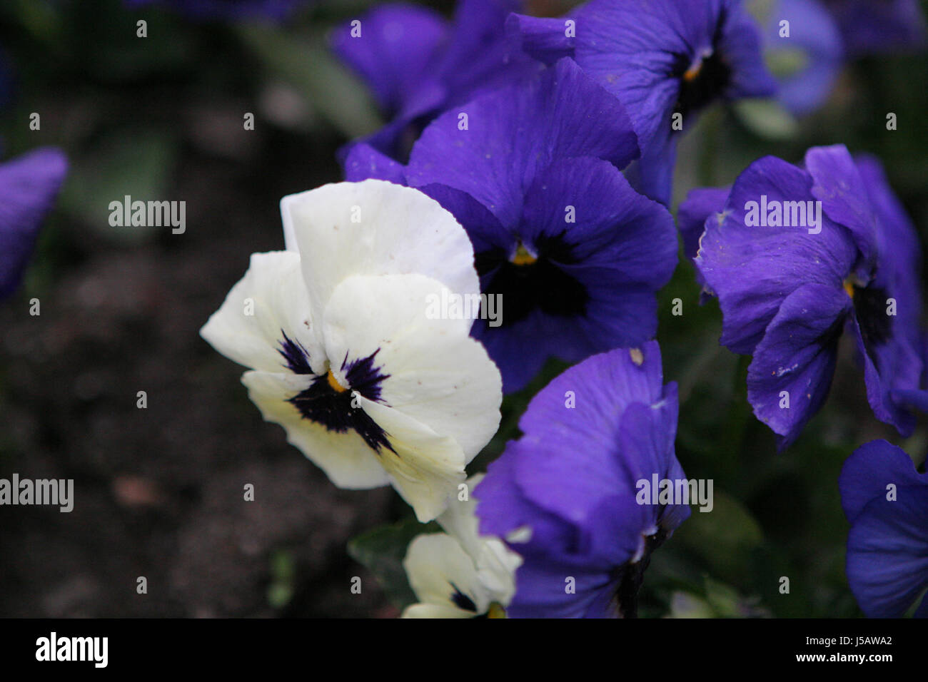 environment enviroment garden plant flower bloom blossom flourish ...