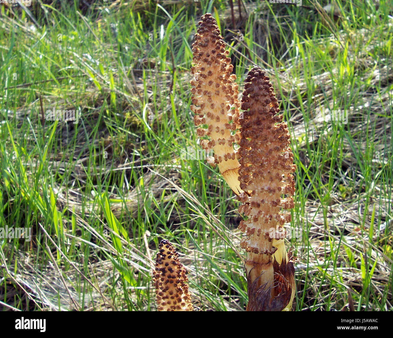 spring bud weed growth grow nascency development meadow grass lawn ...