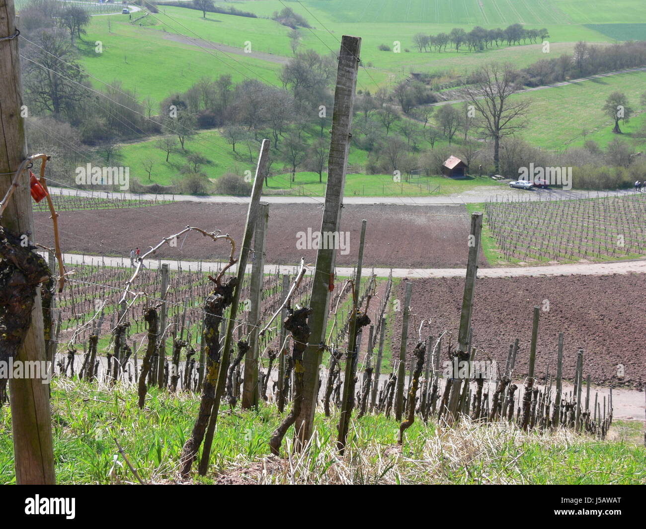 vineyard in spring Stock Photo - Alamy