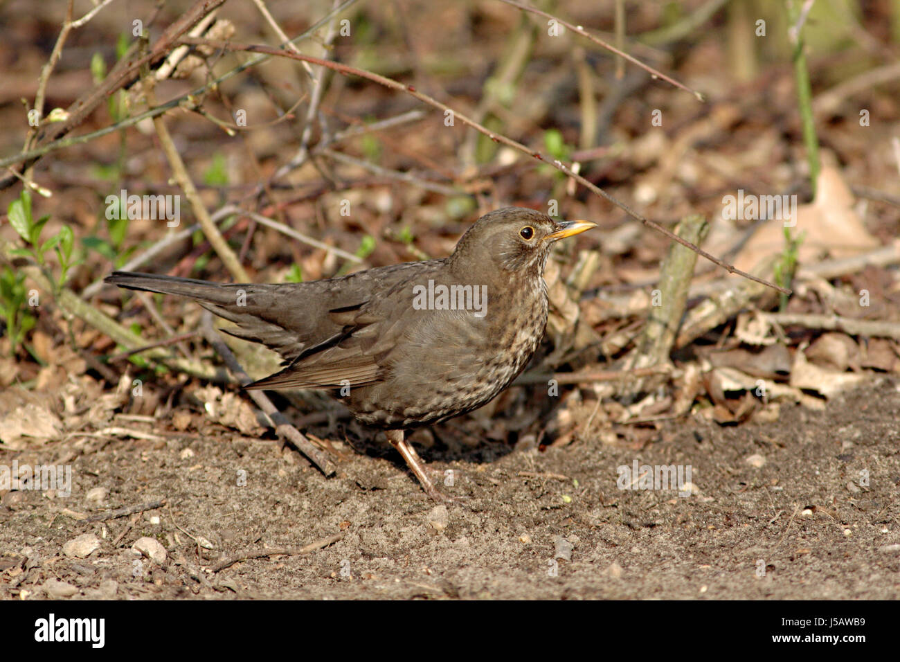 bird birds shrub weed blackbird singing-bird bobolinks throttle topsoil ...