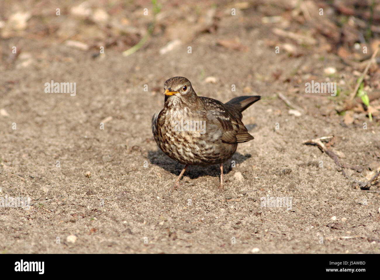 bird birds shrub weed blackbird singing-bird bobolinks throttle topsoil ...
