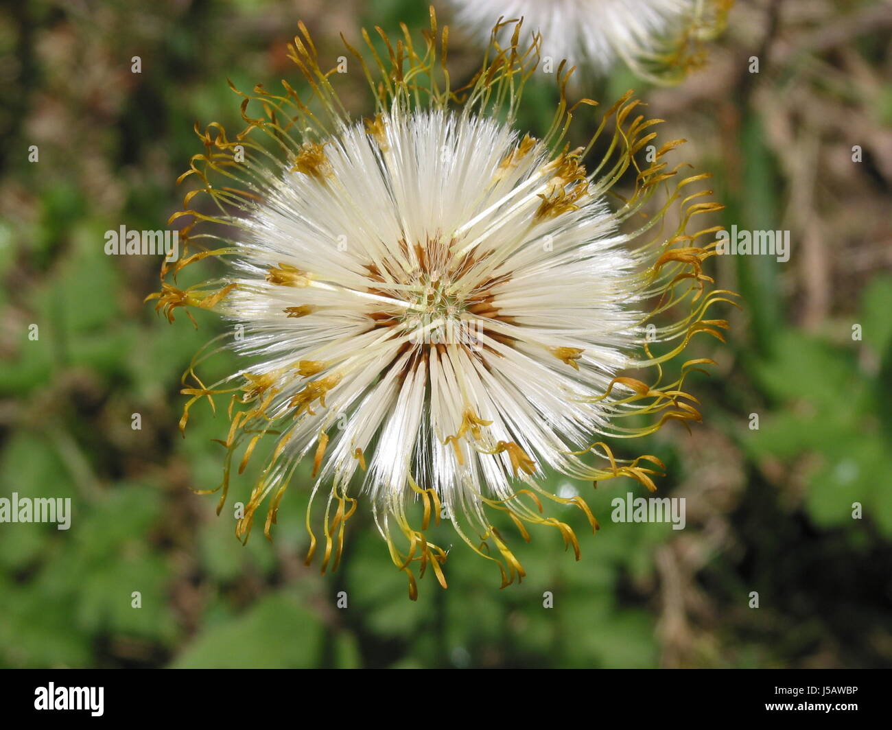 flower plant bloom blossom flourish flourishing flowers radiate ...