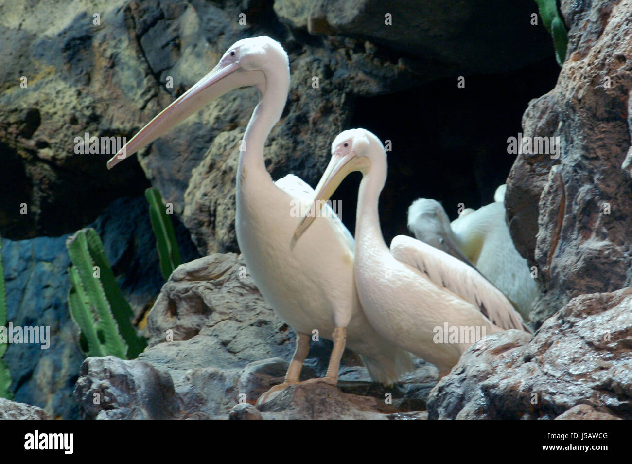 beak feathering waterfowls pelican waterfowl beaks couple pair pink ...