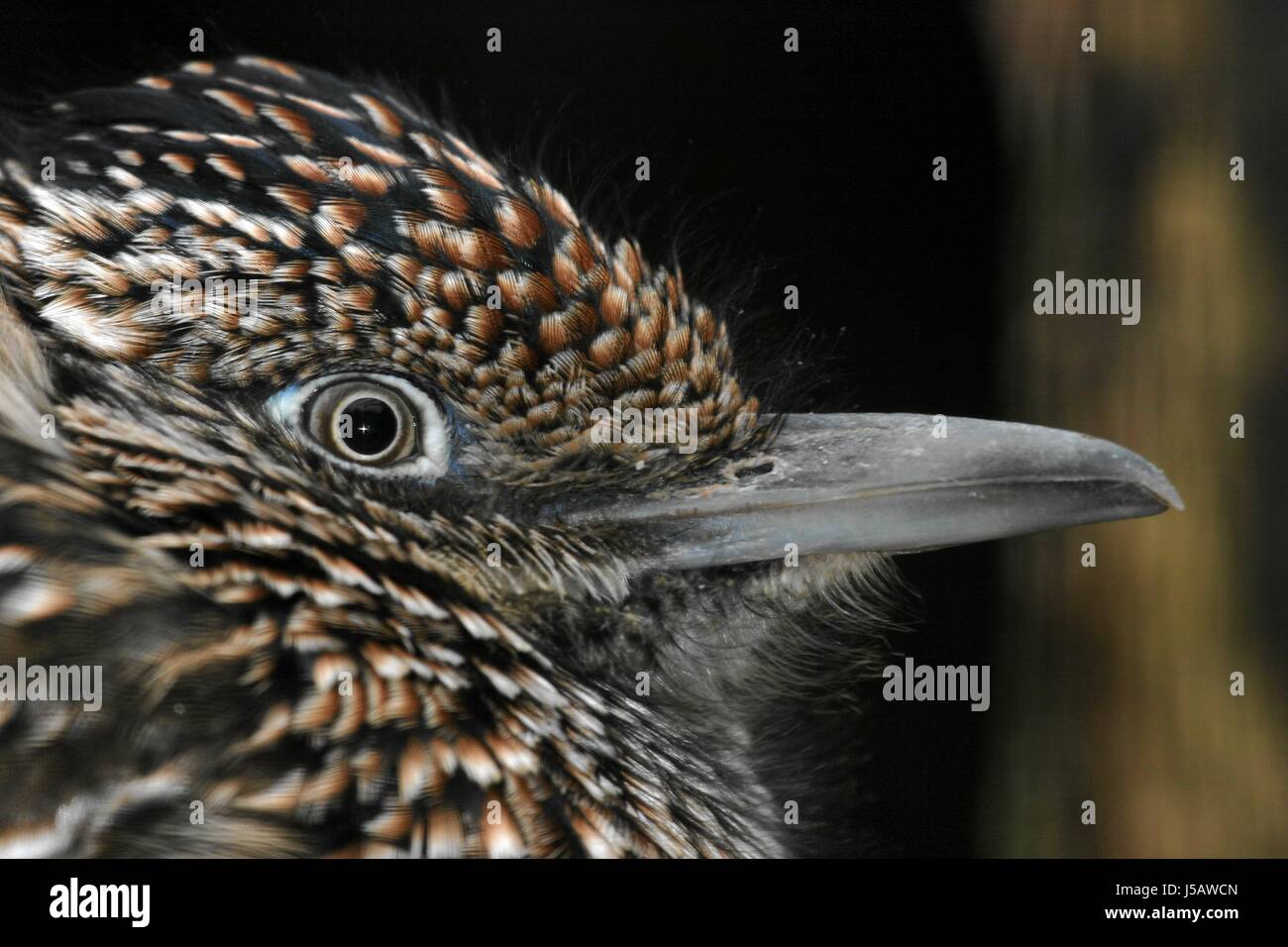 bird birds cuckoo rennkuckuckportrt rennkuckuck wegekuckuck road runner ...