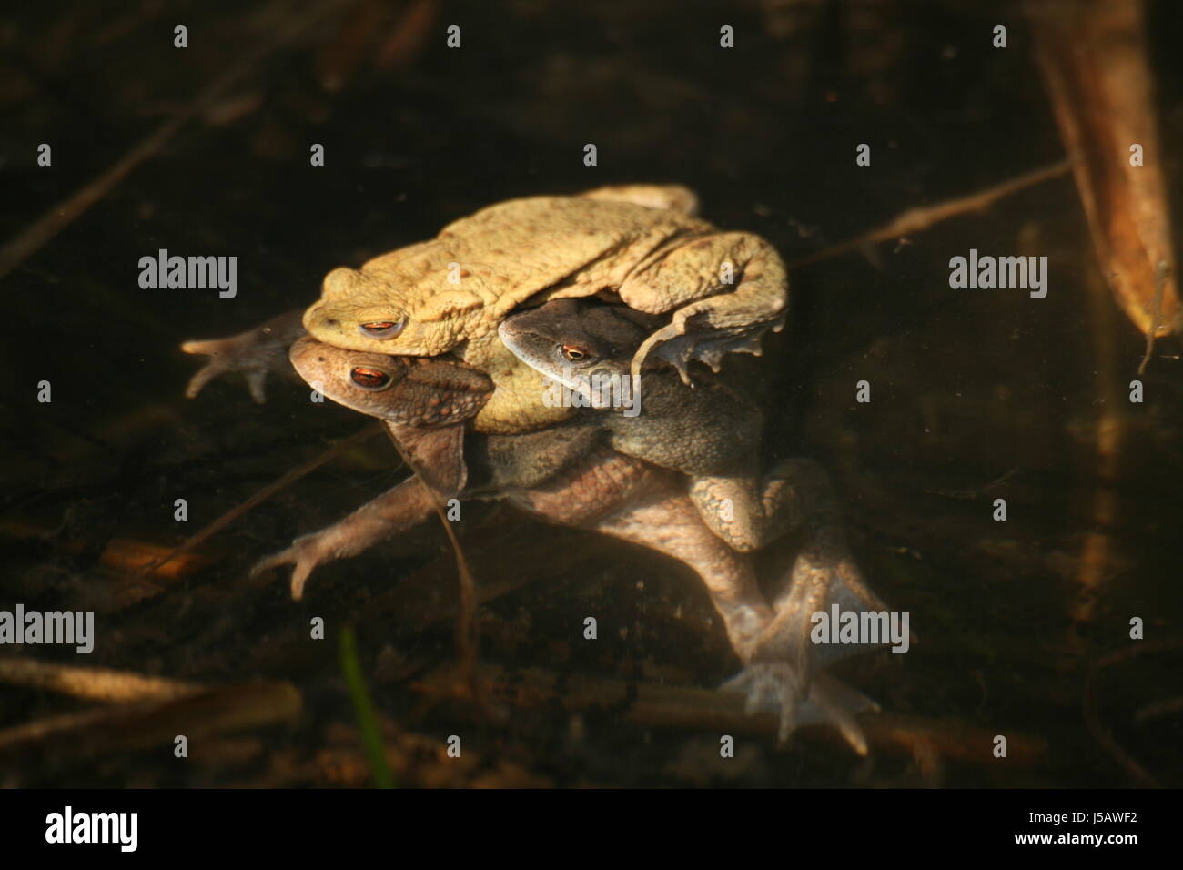amphibian frog toads fresh water pond water toad frogs increase spawn ...