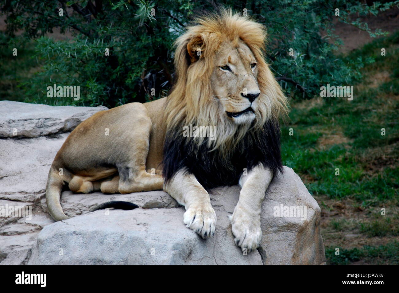africa animals savannah lion cat big cat feline predator bush male ...
