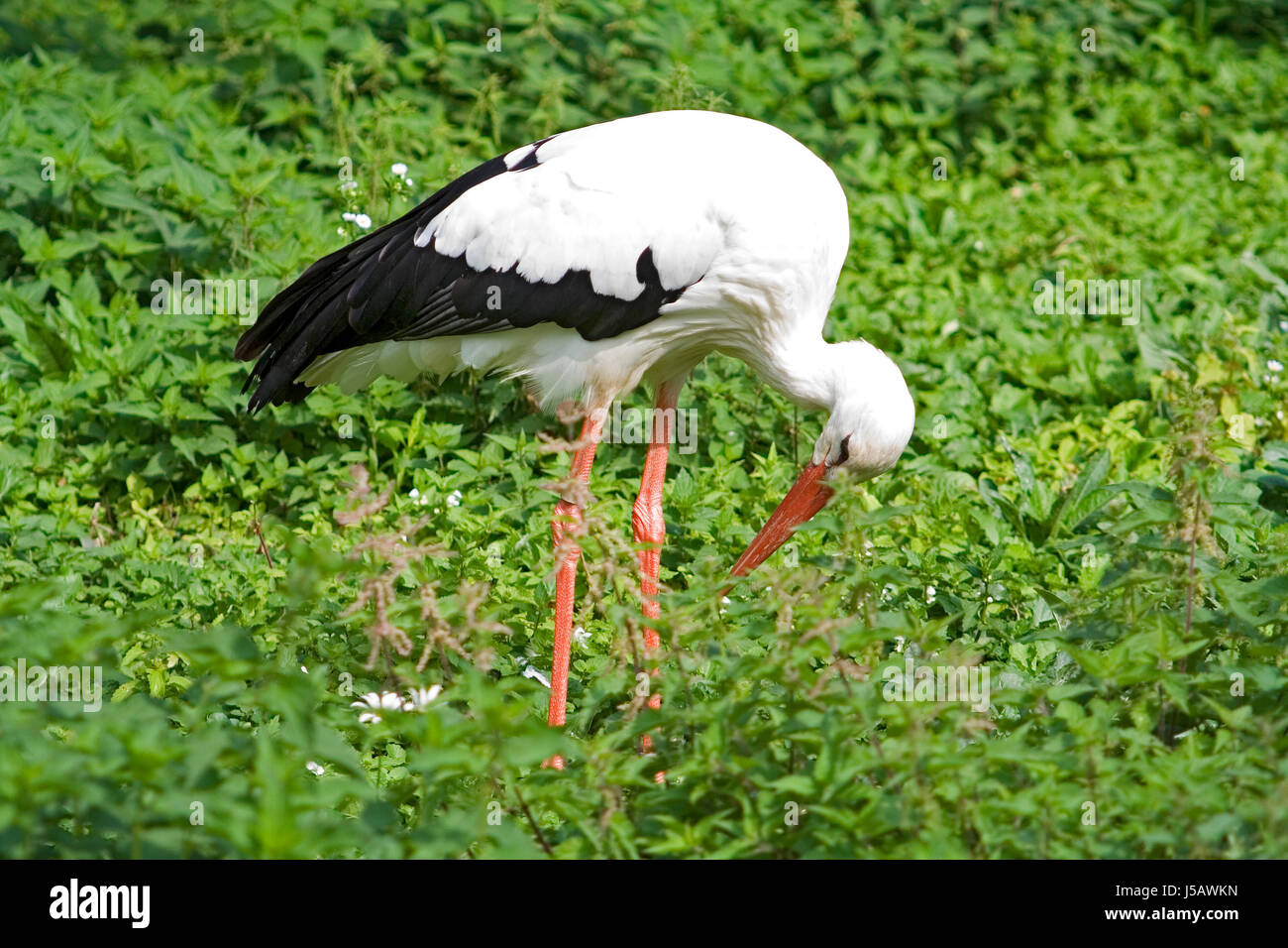 bird birds baby feet spring beak stork storks migrant birds of passage beaks Stock Photo - Alamy