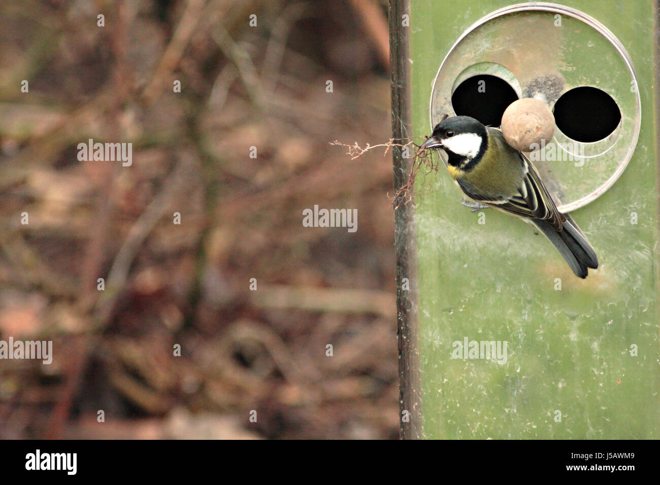 bird birds metal holes hole grill barbecue barbeque punch titmouse ...