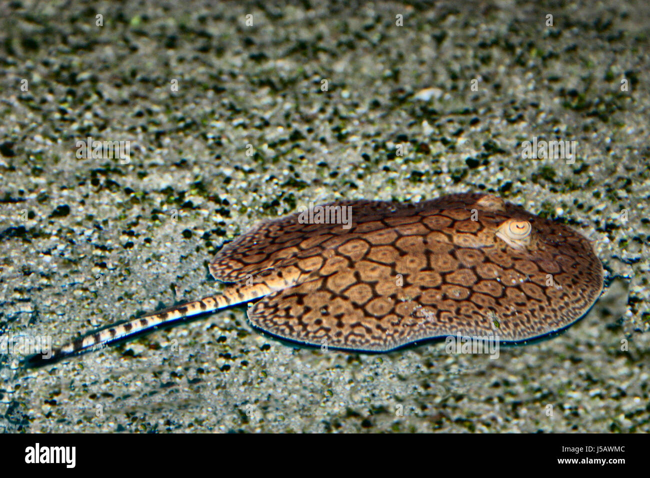 fish skate muzzle spotted plaice water potamotrygon schroederii ...