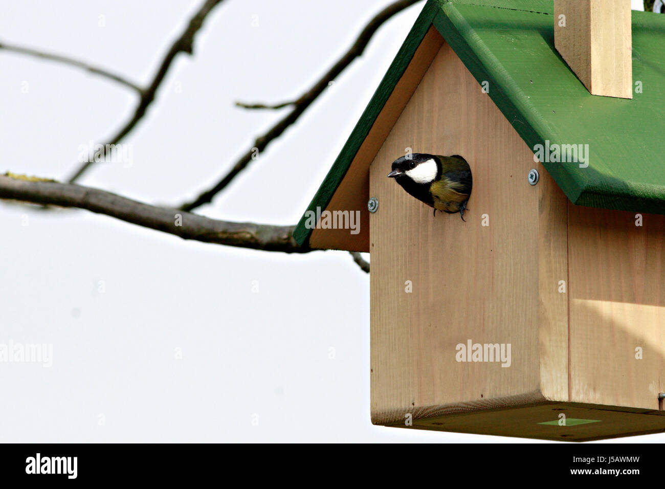 bird birds titmouse great titmouse singing-bird bobolinks aviary spawn ...