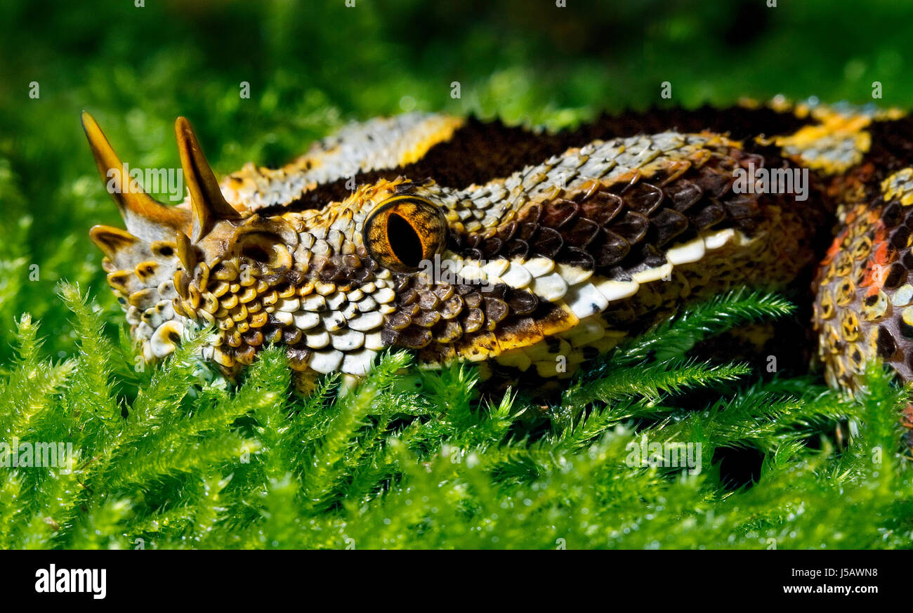 bitis nasicornis - rhinoceros viper 5 Stock Photo - Alamy