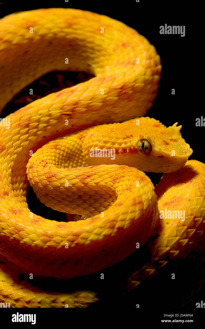 bothriechis schlegeli 3 Stock Photo - Alamy