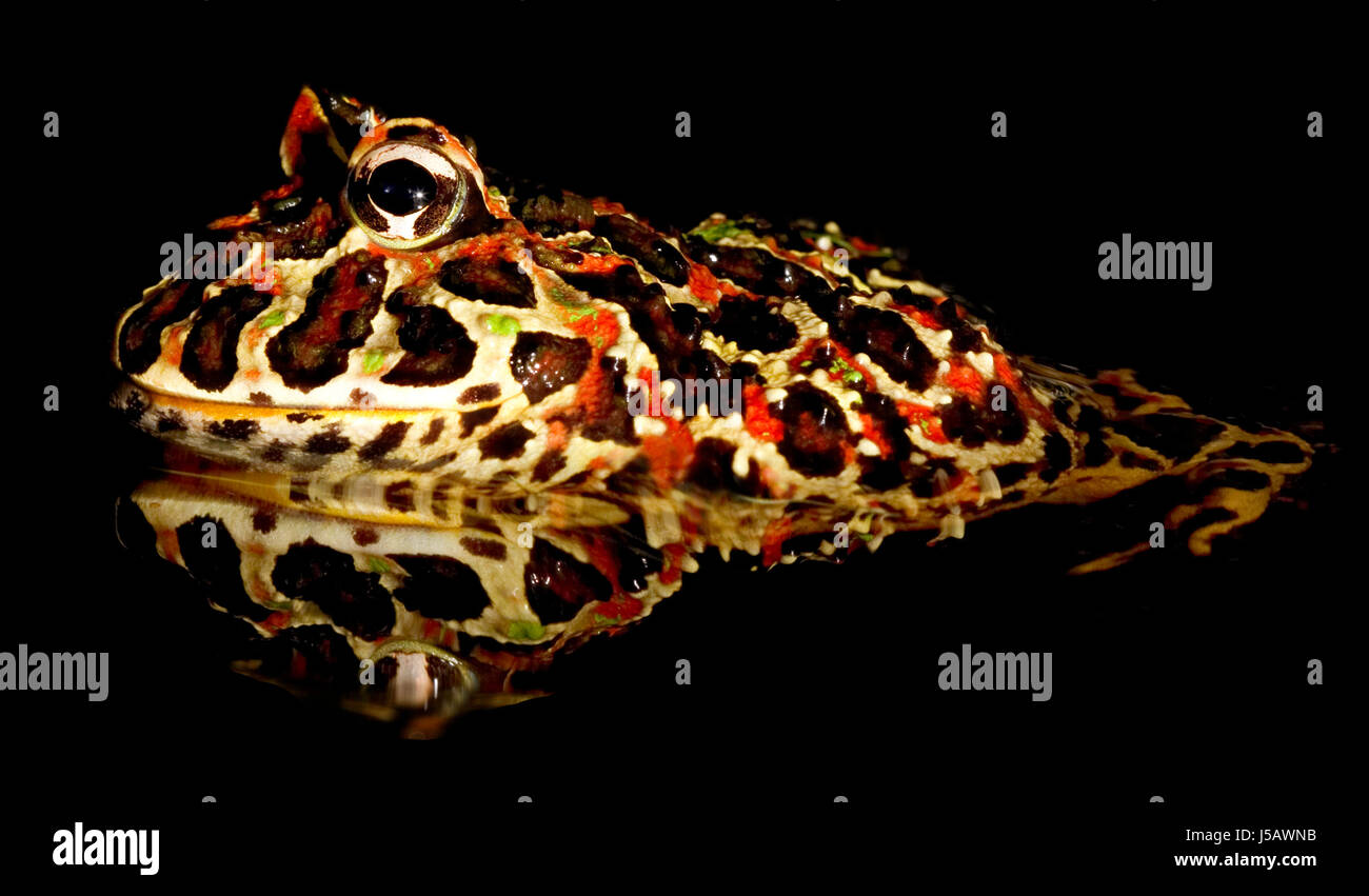 amphibians frog frogs cold blooded animal froschknig froschhaut ...