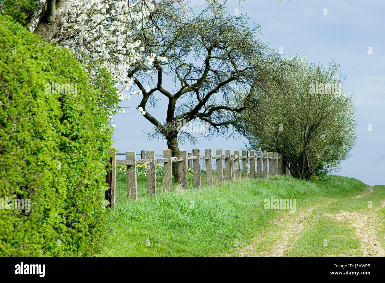 tree trees flower flowers plant blossoms spring fence gate seasons ...