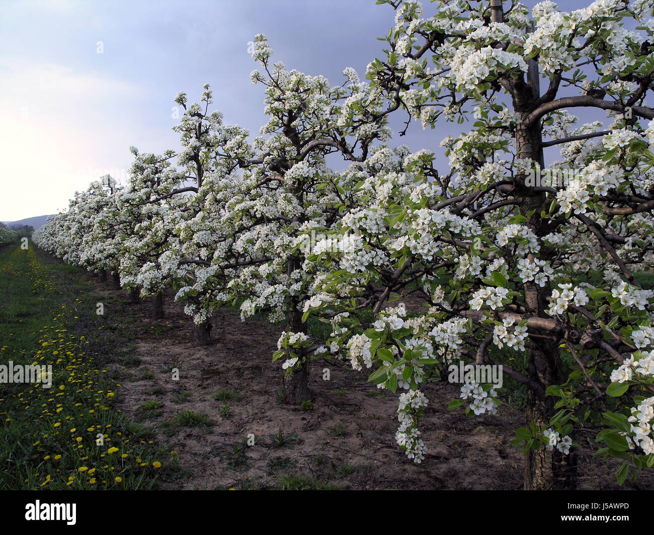 cherry blossom orchard orcharding fruit-growing kirschplantage ...