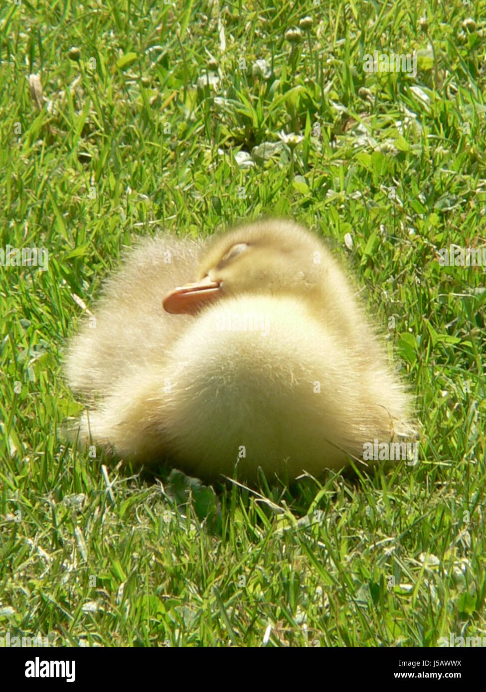 animal bird birds feathers beak stumble waddle chick beaks cute young ...