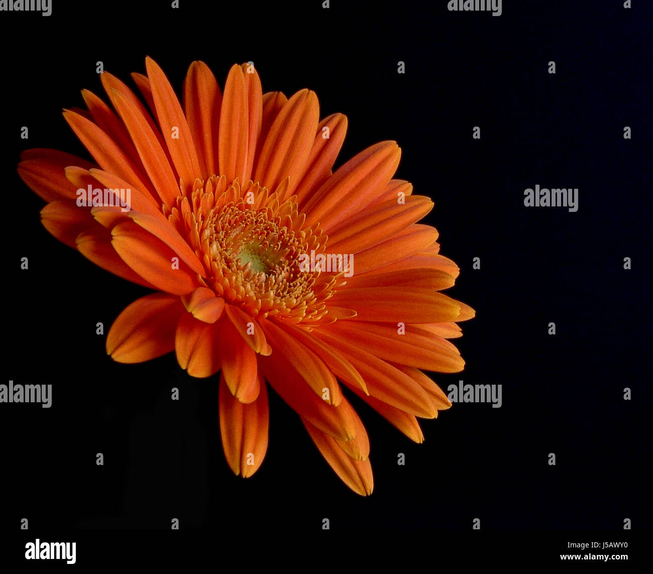 orange shine shines bright lucent light serene luminous macro close-up ...