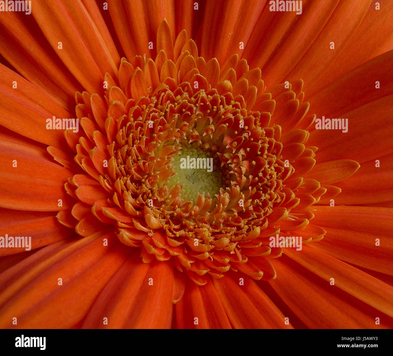 orange shine shines bright lucent light serene luminous macro close-up ...