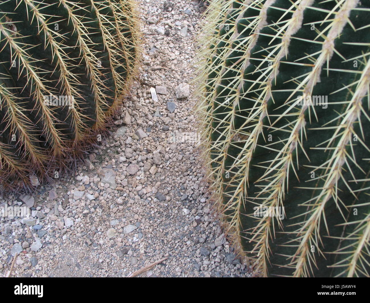 green ground soil earth humus gravel prickle pointed cacti cactus ...