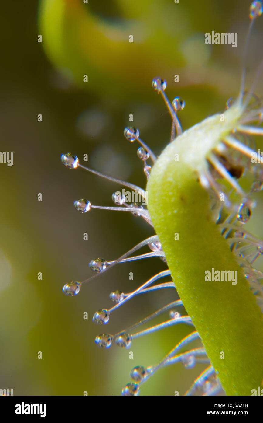 death to gorge engulf devour fen plant drop drip drops seeping sopping ...