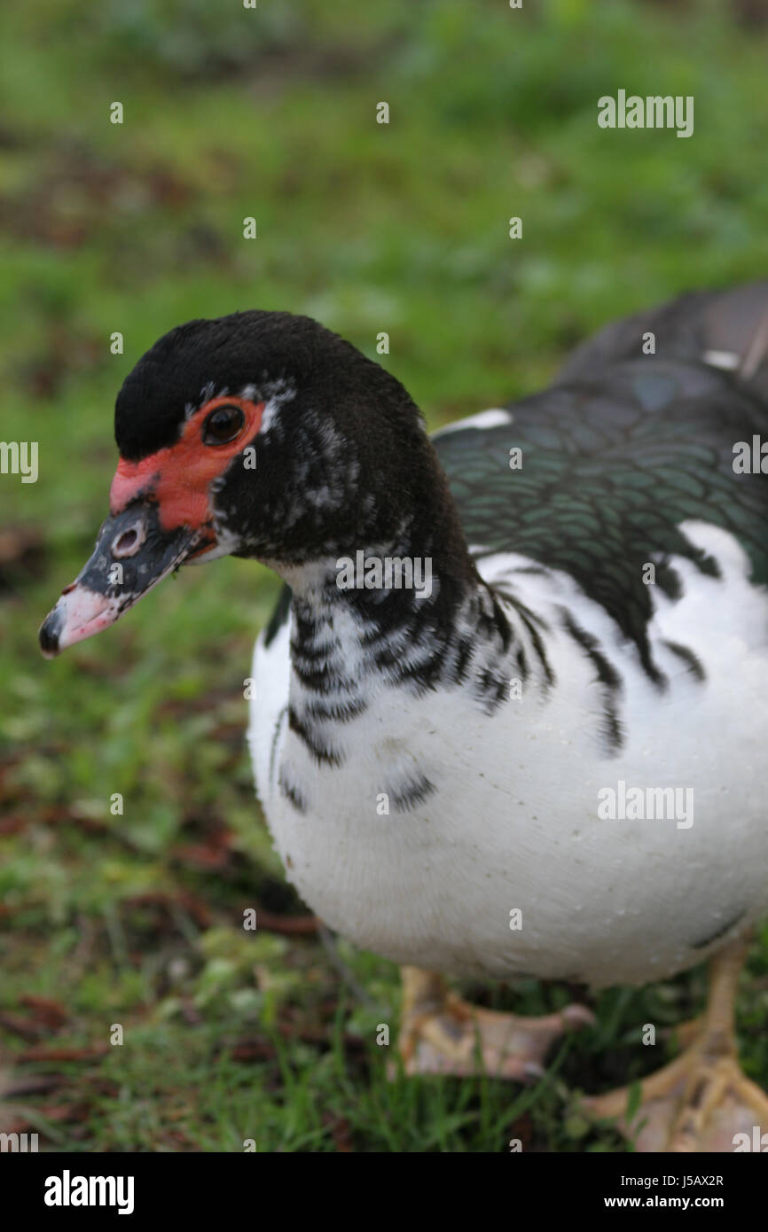 macro close-up macro admission close up view animal bird birds ...