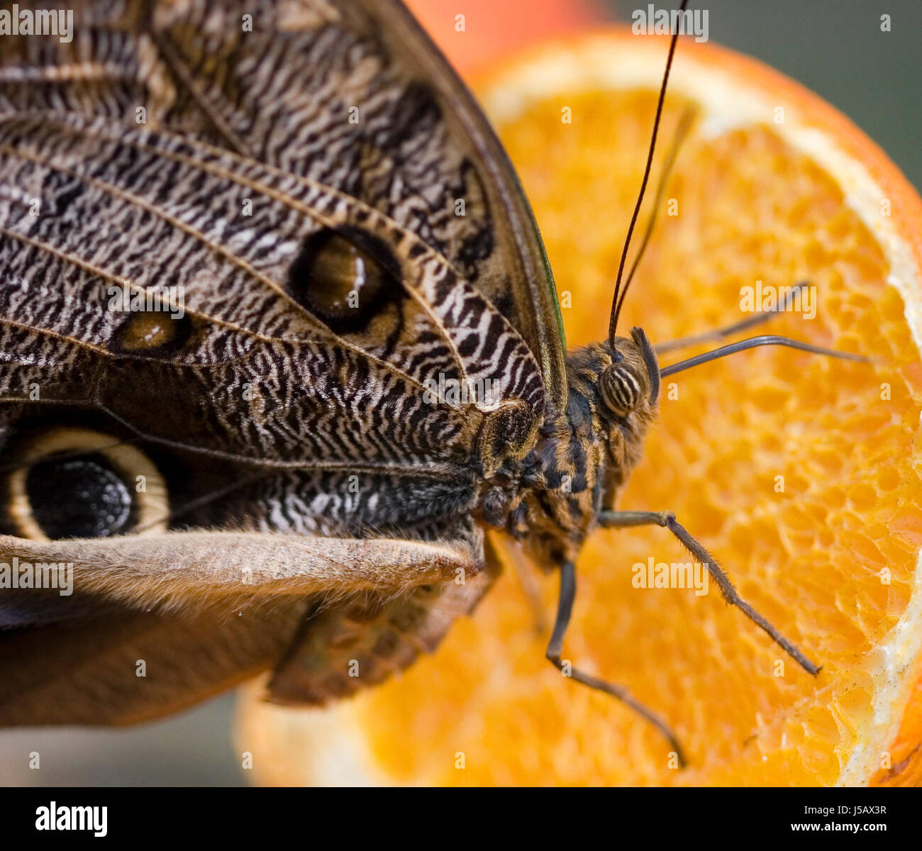 orange macro close-up macro admission close up view butterfly moth ...