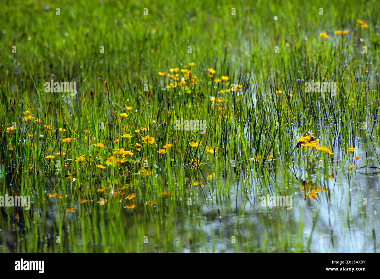 insects swamp flower flowers plant reed spring biotop fresh water pond ...