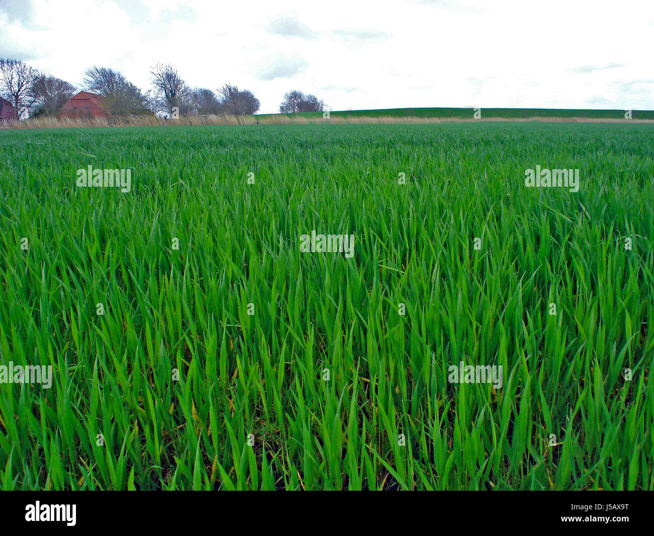 houses plant green field blossoms spring May dike vegetation lower ...