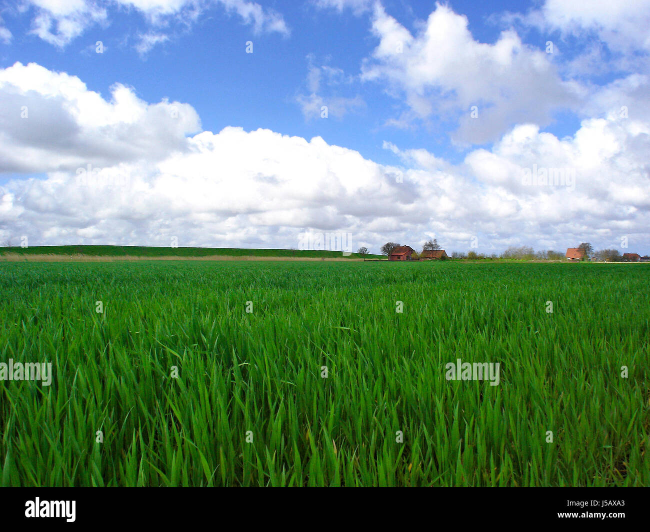 houses green field spring dike vegetation lower saxony germany german ...