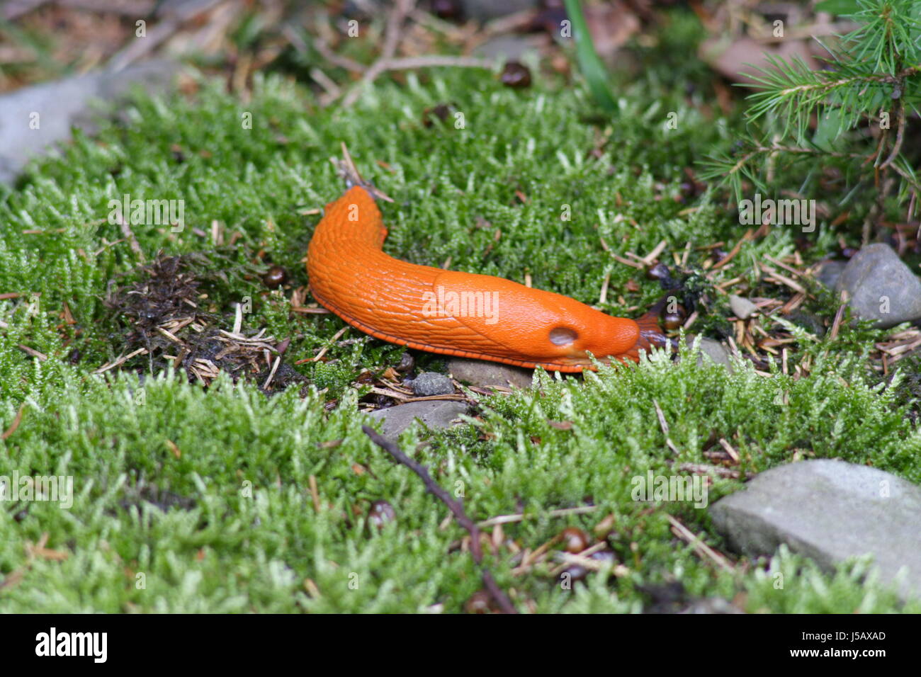 Orange slug and moss hi-res stock photography and images - Alamy