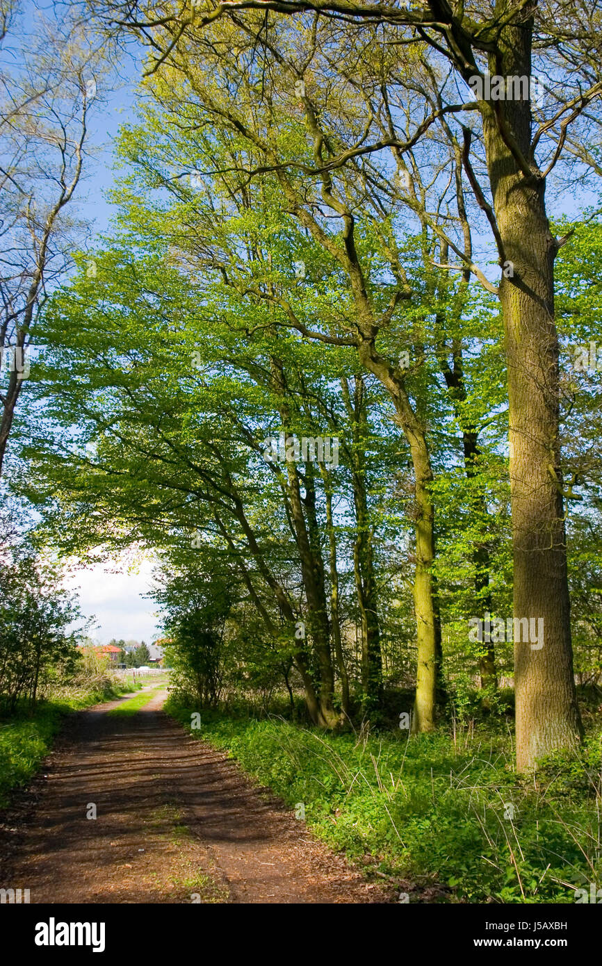 blue tree trees green tribes spring path way firmament sky forest shine ...