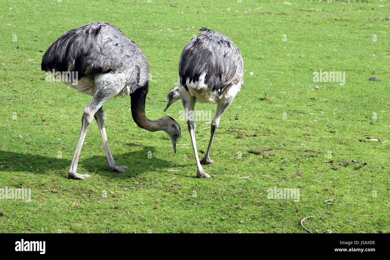 bird green birds to gorge engulf devour rear part peck cursorial birds ...