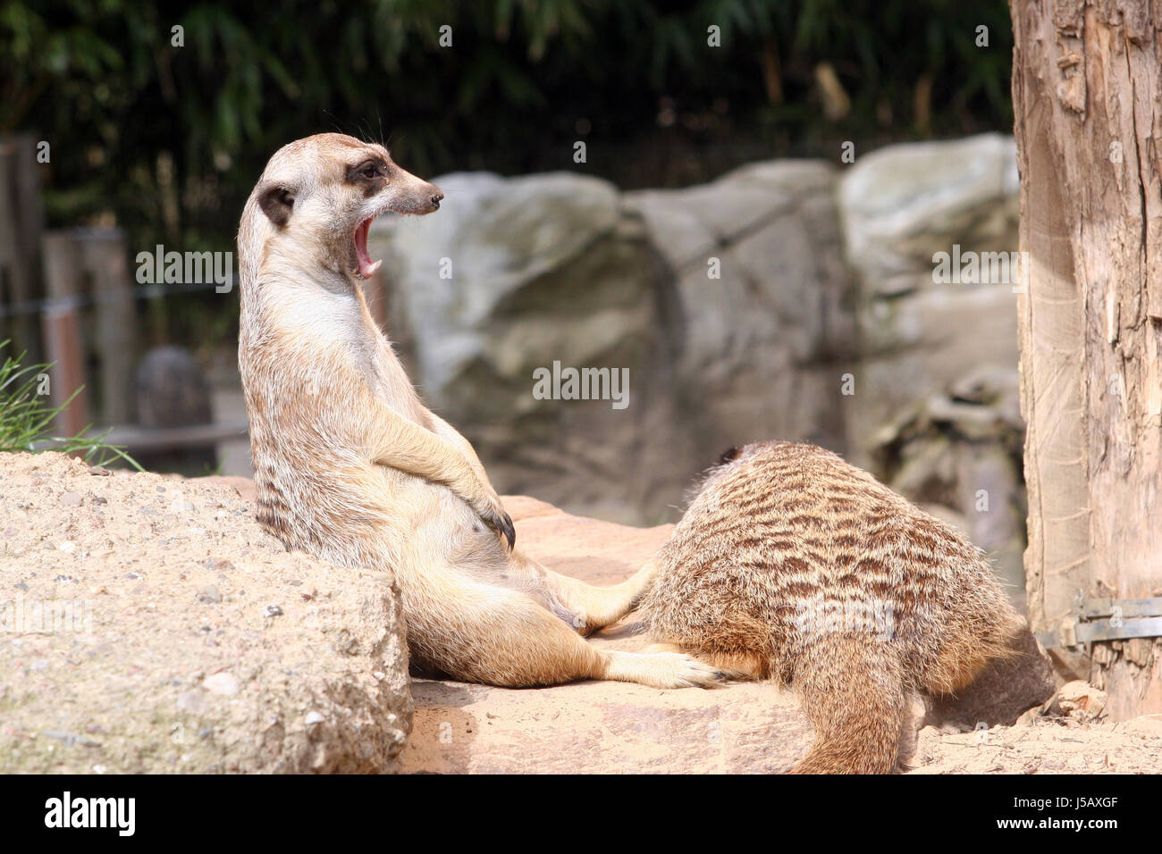 mammal mouth teeth bit felinely meerkat meerkats affengattung ...