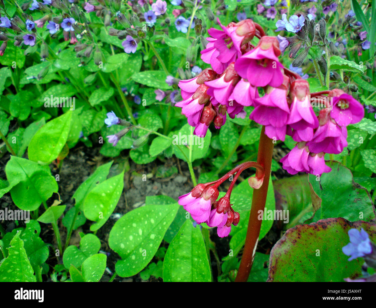 garden plant green bloom blossom flourish flourishing leaves blossoms ...