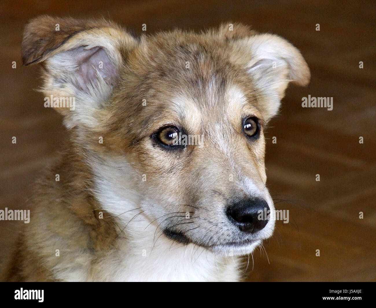 curious nosey nosy eyes ears look glancing see view looking peeking ...