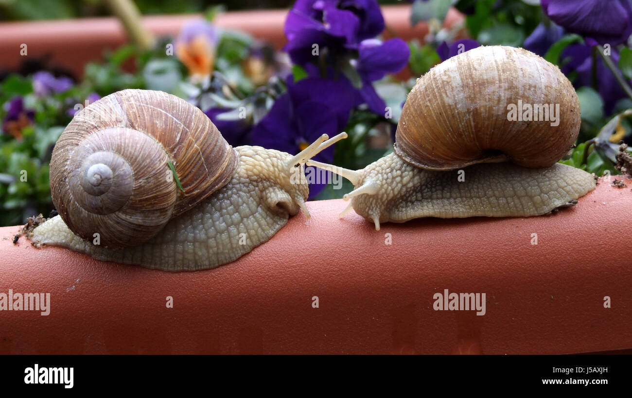 fauna escargots mucous edible snail snail shell cottage shellfish slow ...